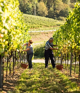 Wein direkt ab Hof bei WirWinzer