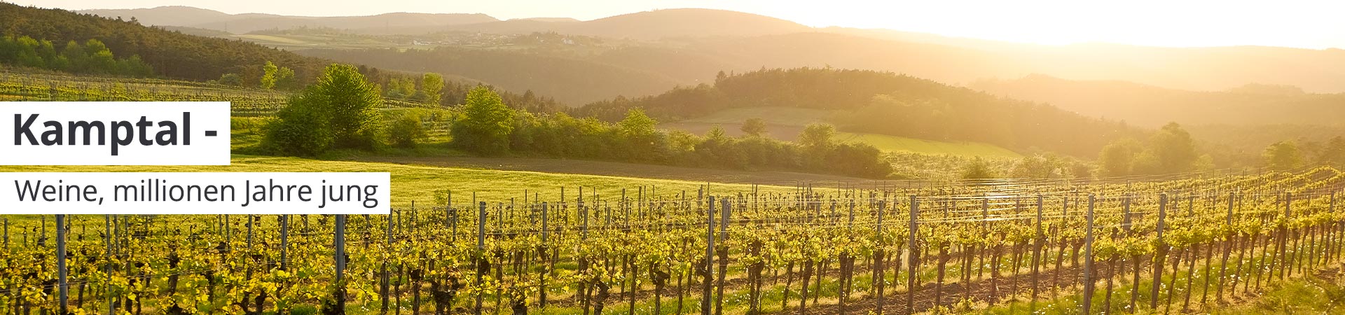 Weine aus dem Kamptal, Österreich - Jetzt bei WirWinzer