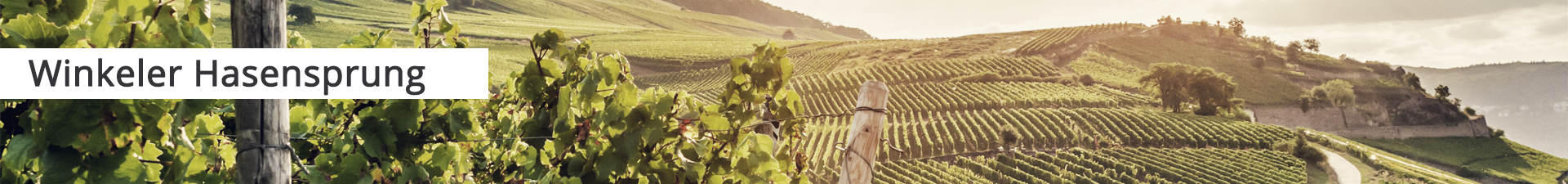Winkeler Hasensprung - Weine günstig & direkt vom Winzer
