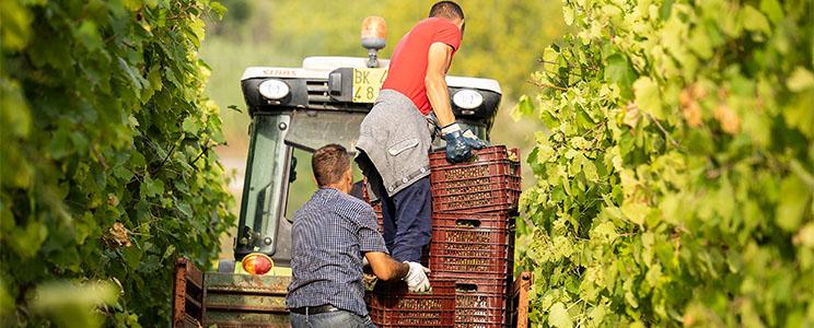 Ocone - Wein direkt ab Hof kaufen | WirWinzer.de